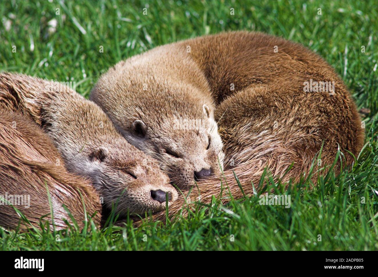 European otters. Pair of sleeping European otters (Lutra lutra ...