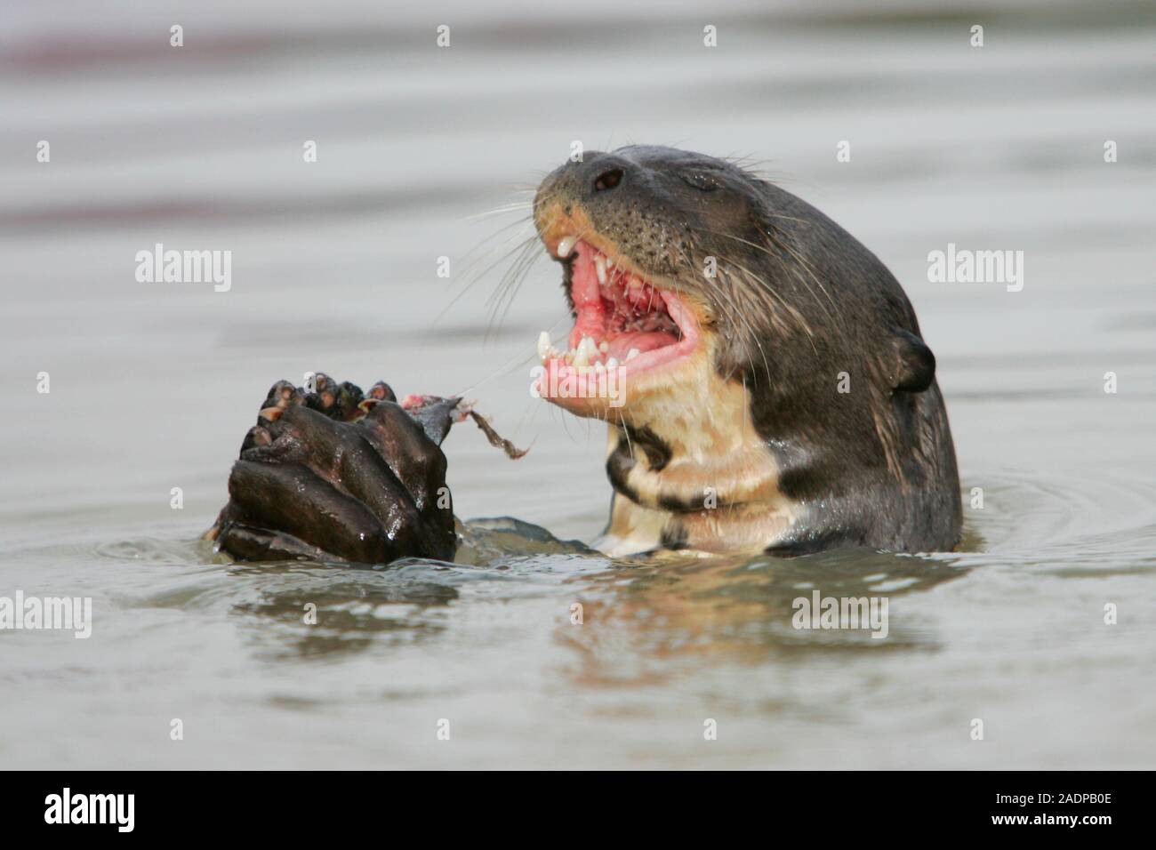 Giant otter (Pteronura brasiliensis) eating a fish it has caught. This ...