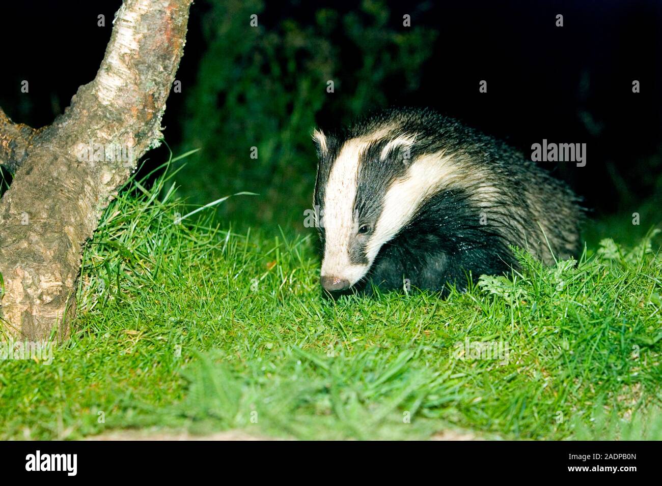 Badger (Meles meles). Badgers are mammals belonging to the family ...
