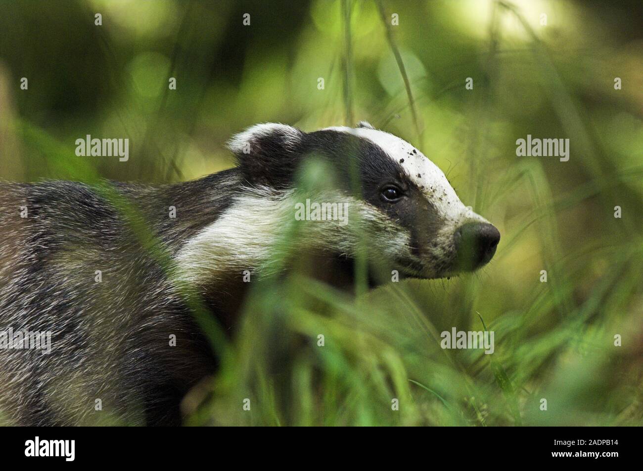 European badger (Meles meles) foraging. Badgers are mammals belonging ...