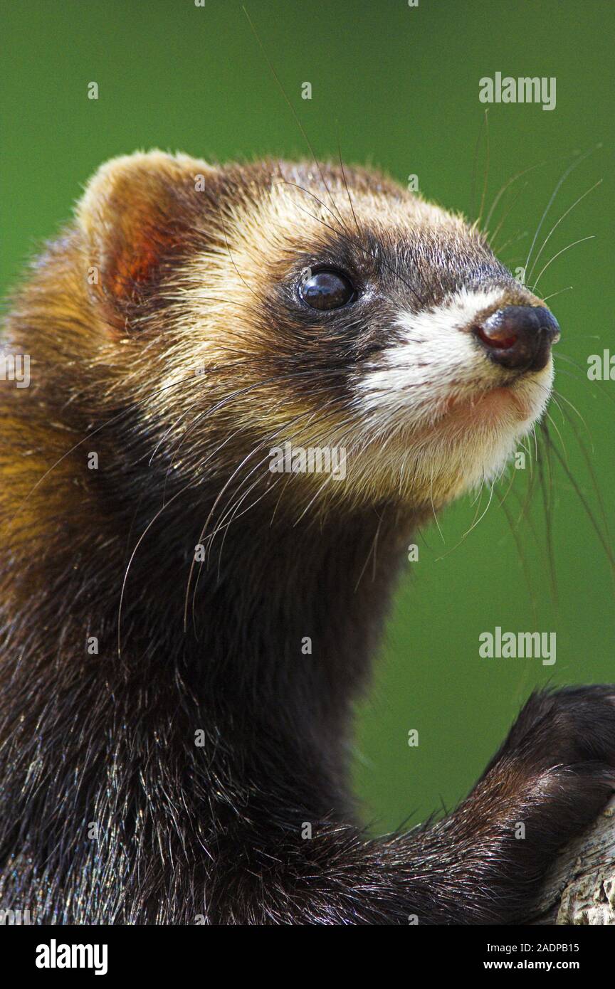 European polecat (Mustela putorius). The polecat is largely carnivorous ...