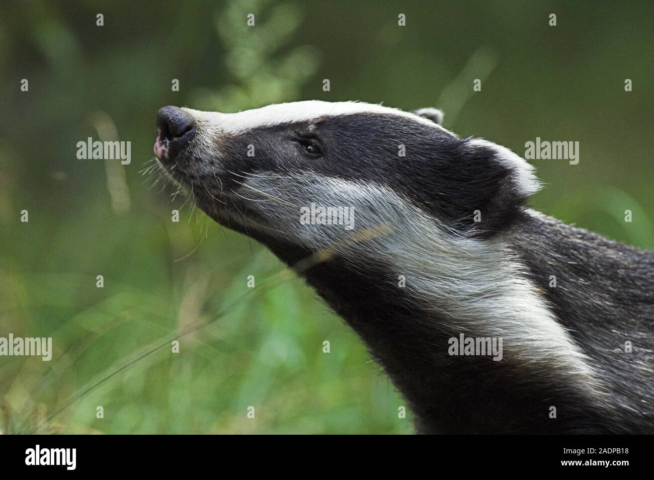 European badger (Meles meles). Badgers are mammals belonging to the ...