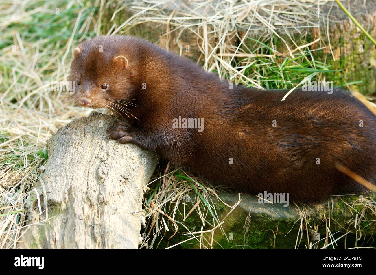 Mink (Mustela vision). Mink are predatory mustelids that feed on a ...