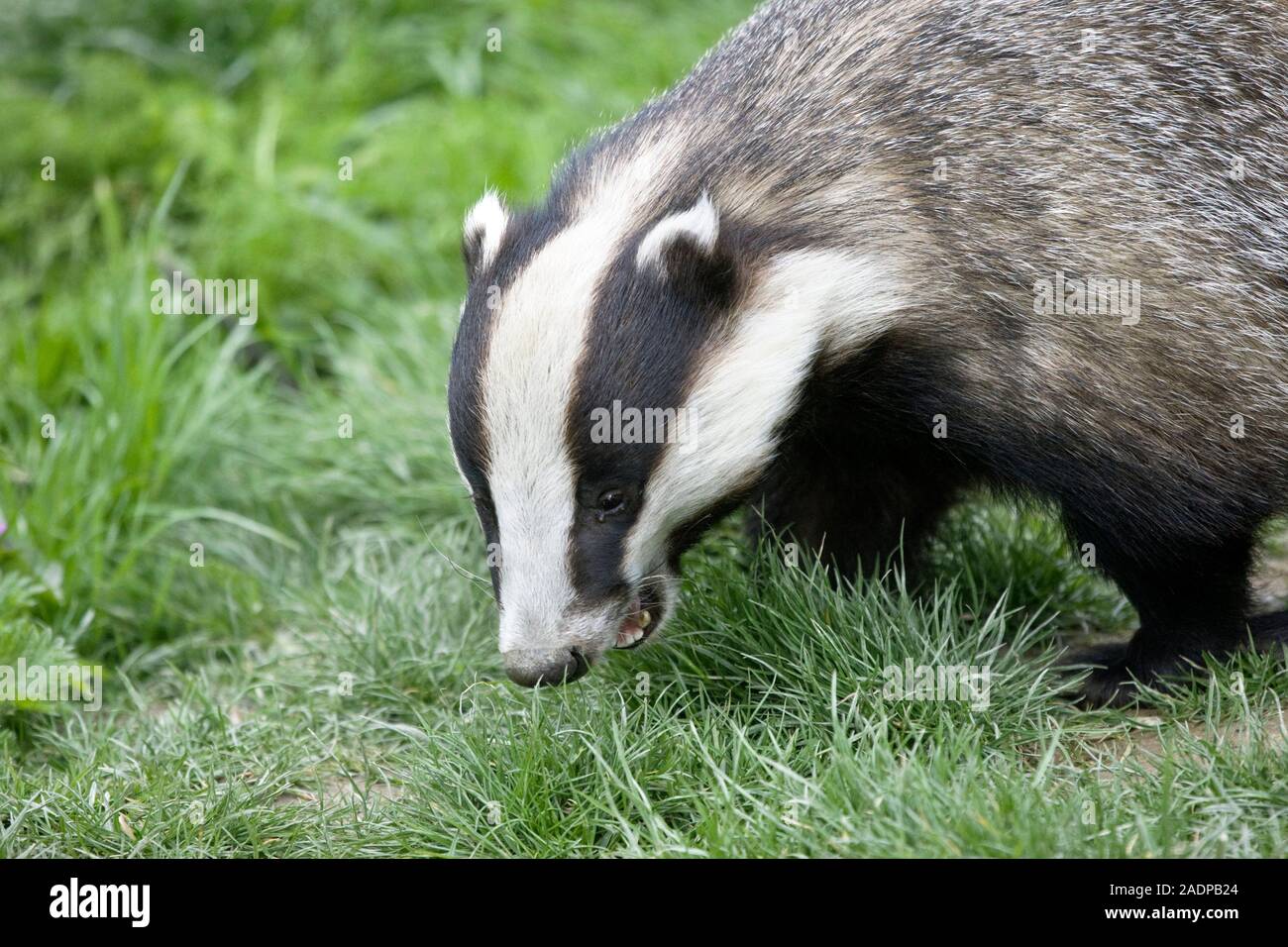 European badger (Meles meles). Photographed in England, UK in April ...