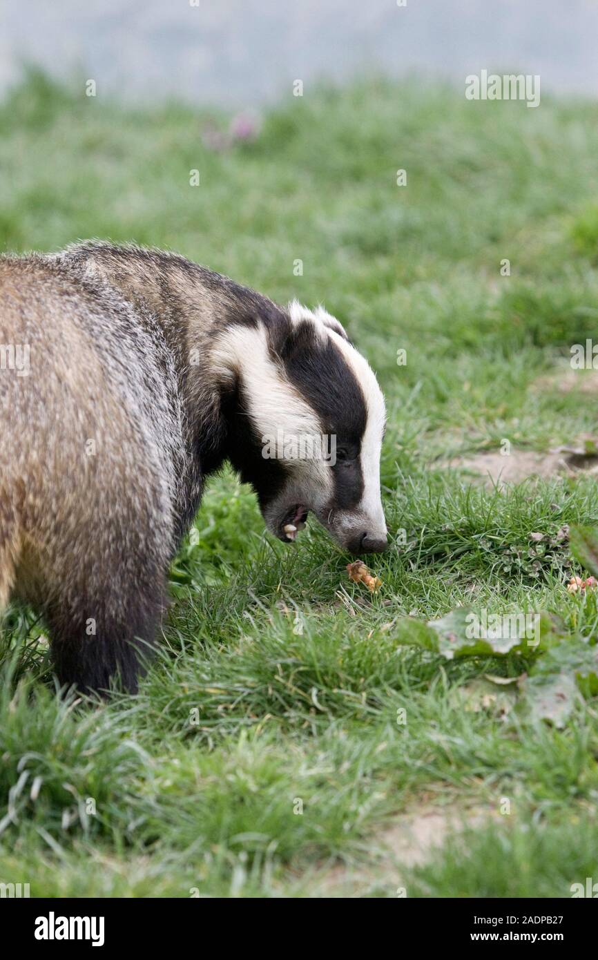 European badger (Meles meles). Photographed in England, UK in April ...