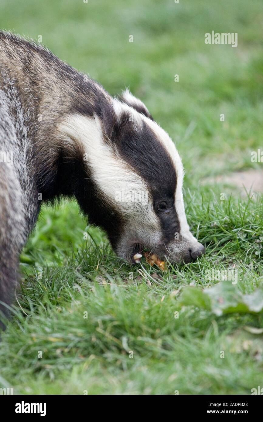 European badger (Meles meles). Photographed in England, UK in April ...