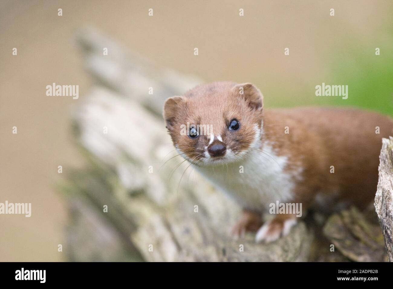 Weasel (Mustela nivalis) on a branch. The full name of this animal ...