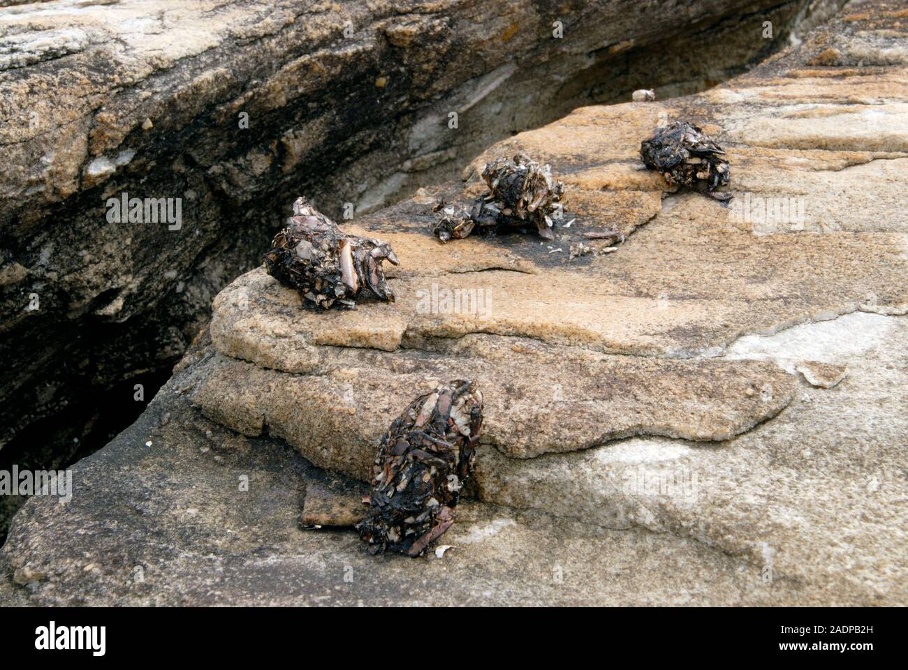 Otter faeces. Scats (faecal matter) produced by African clawless otters ...