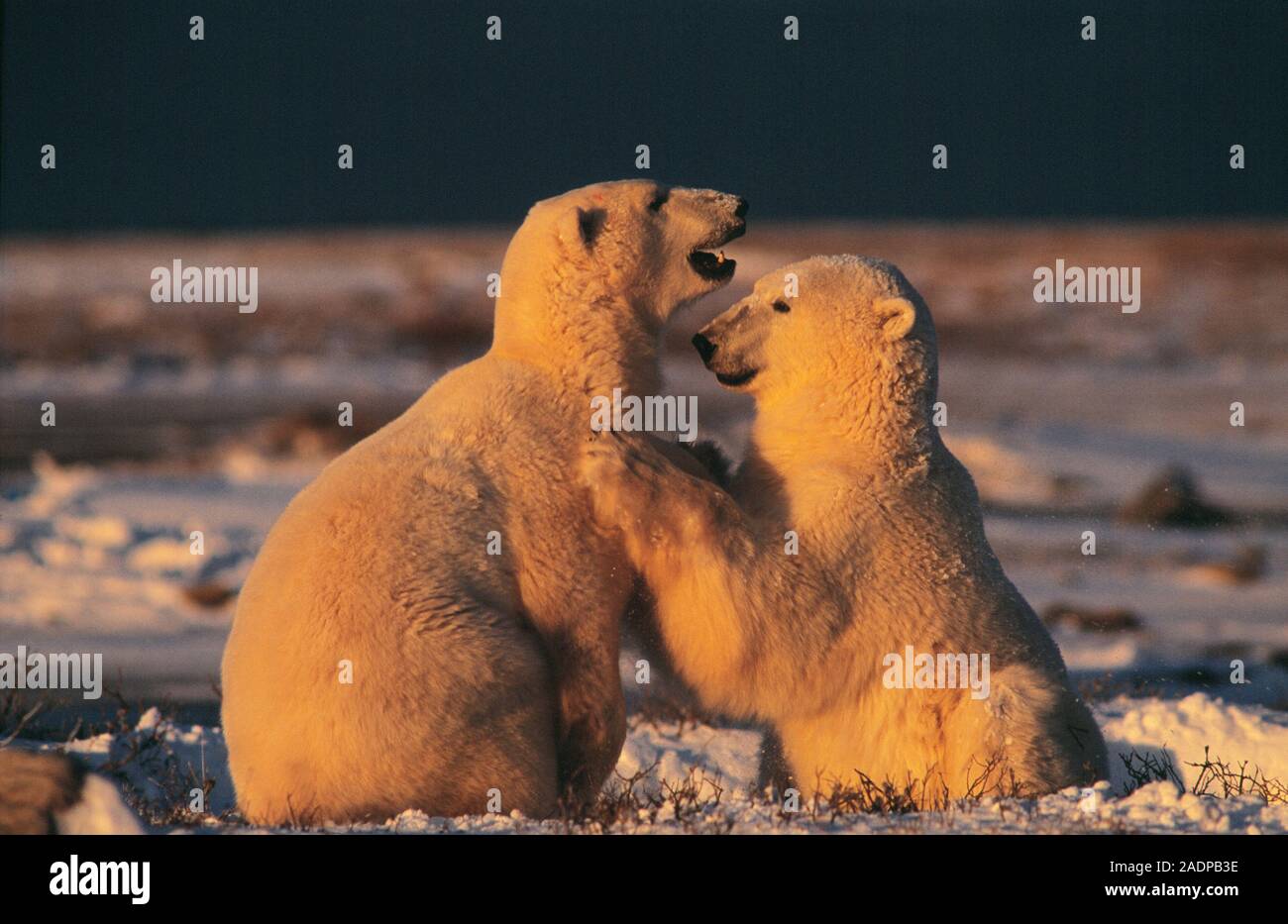 Polar bears playing. Two young polar bears (Ursus maritimus) playing in the snow at sunset ...
