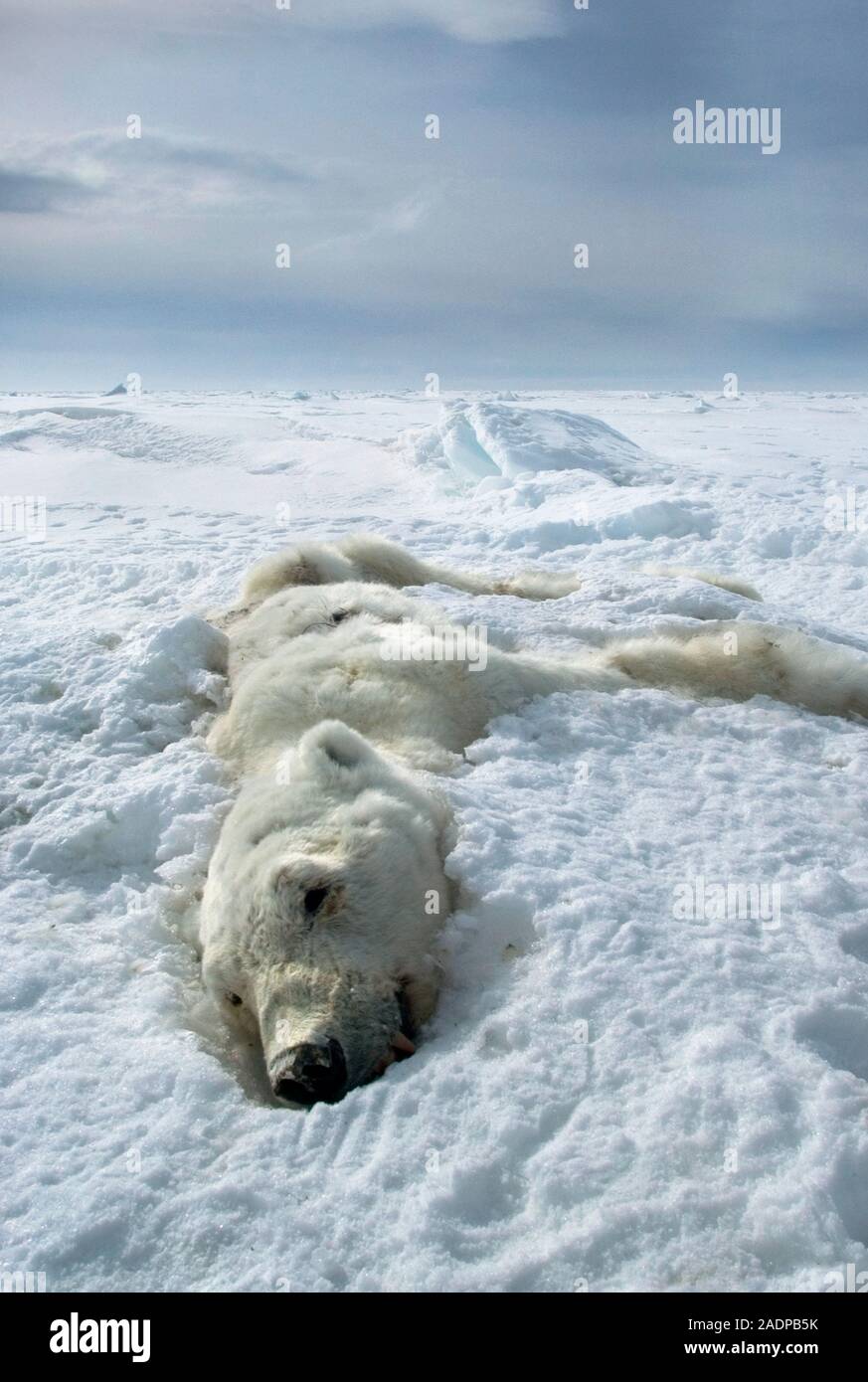 Dead polar bear (Ursus maritimus) . Polar bear lying dead in the high ...