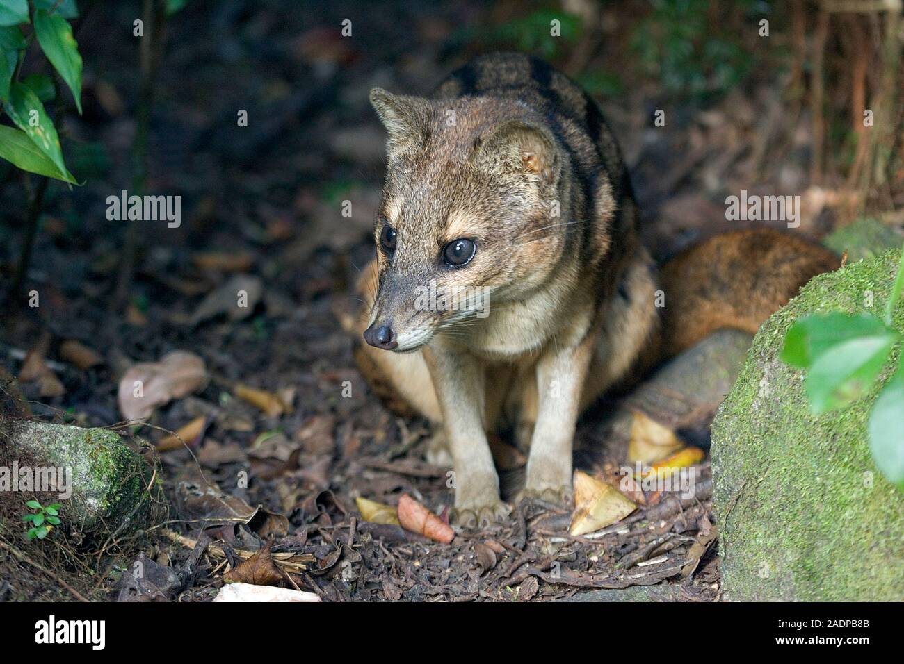 Fanaloka (Fossa fossana). The Fanaloka is part of the family Eupleridae ...