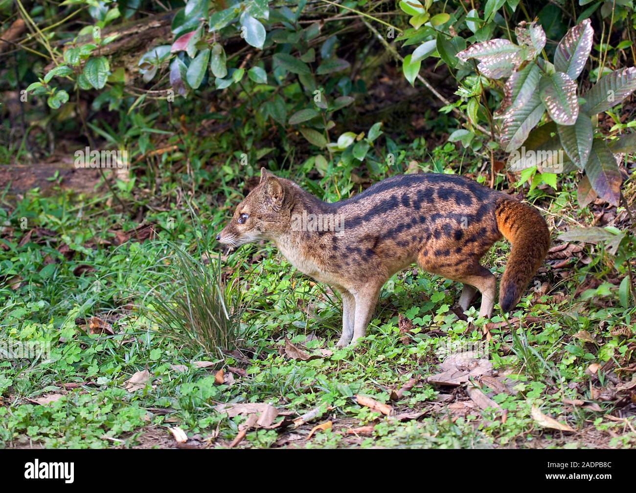 Fanaloka (Fossa fossana). The Fanaloka is part of the family Eupleridae ...