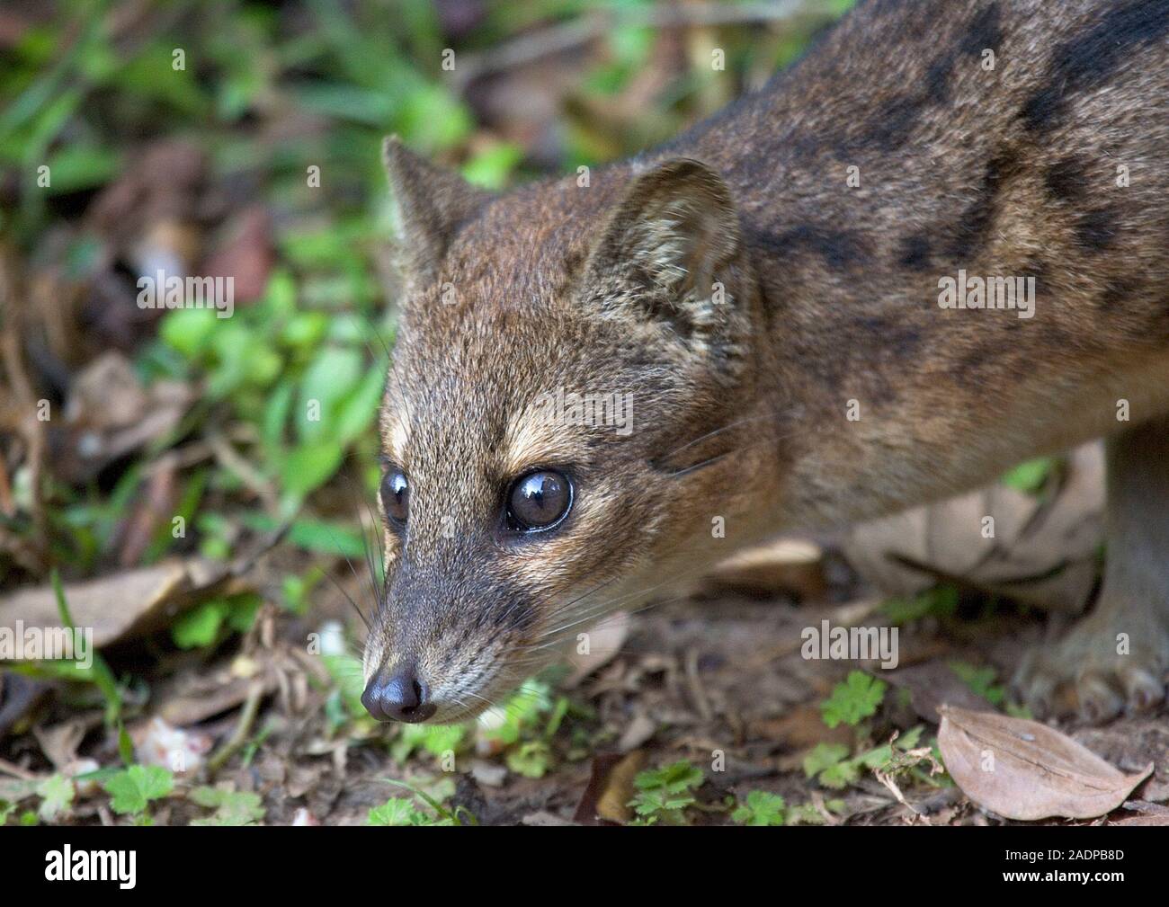 Fanaloka (Fossa fossana). The Fanaloka is part of the family Eupleridae ...