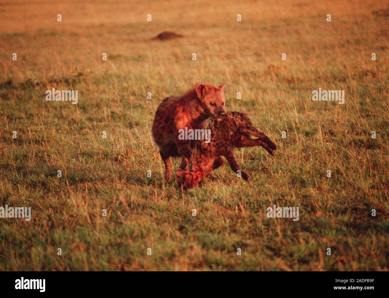 Spotted hyena (Crocuta crocuta) carrying the body of a dead hyena. This ...