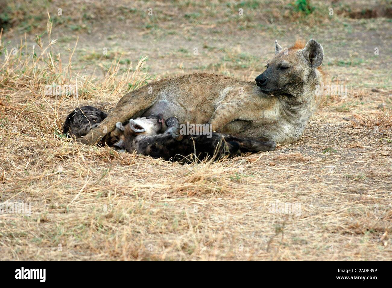 Spotted hyena (Crocuta crocuta) bitch suckling her cubs. Also known as ...