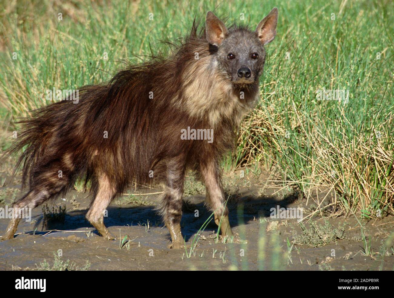 Brown hyena (Hyaena brunnea) with erect hair. Piloerection is a muscle ...