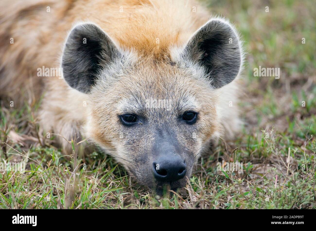 Spotted hyena (Crocuta crocuta). Also known as the laughing hyena, it ...
