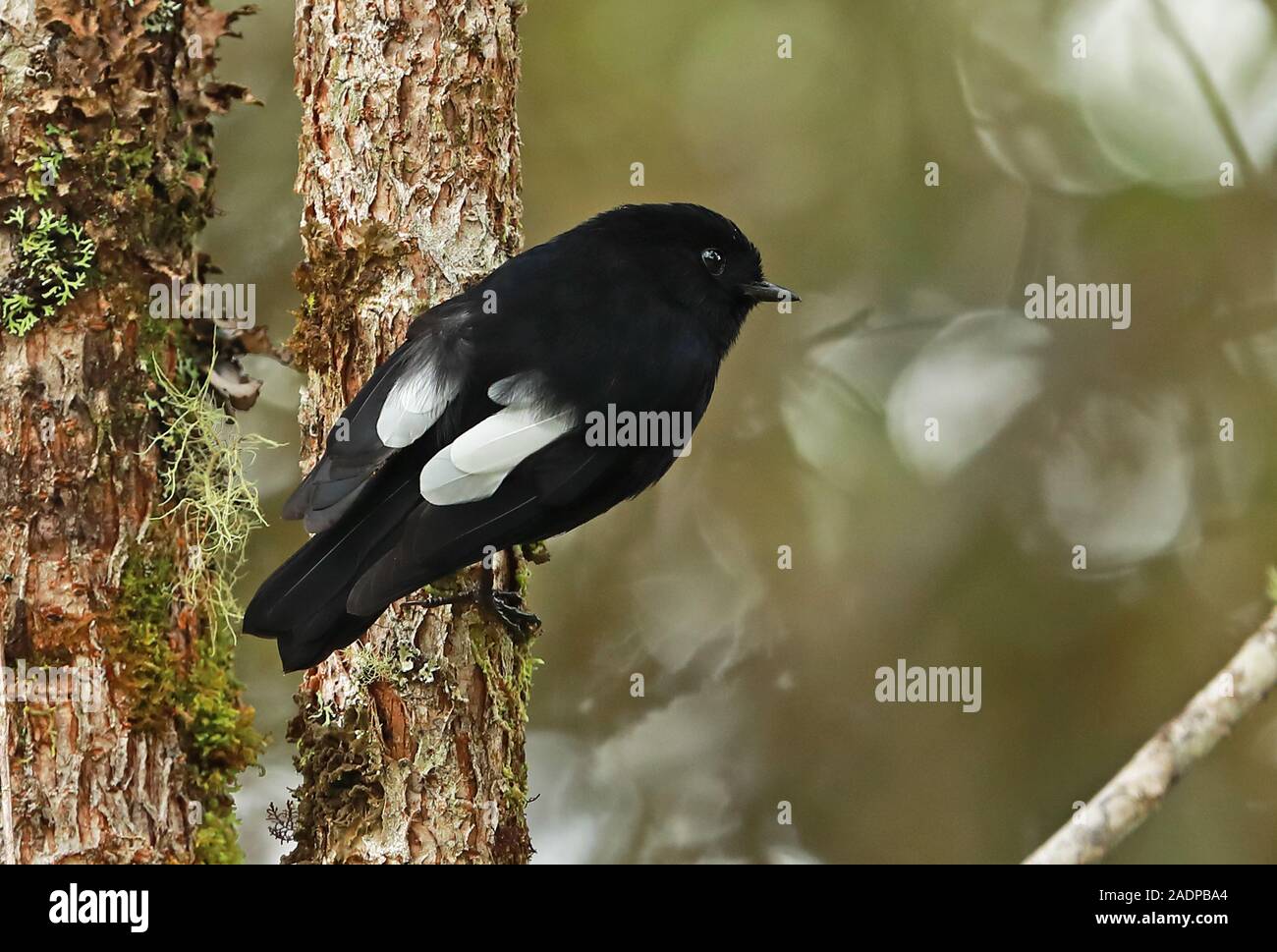 White-winged Robin (Peneothello sigillata hagenensis) adult clinging to ...