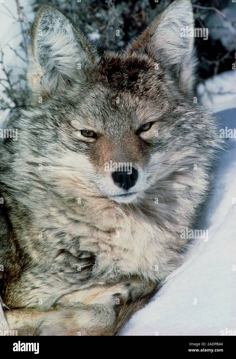 Coyote. Close-up view of a coyote (Canis latrans) resting under a ...