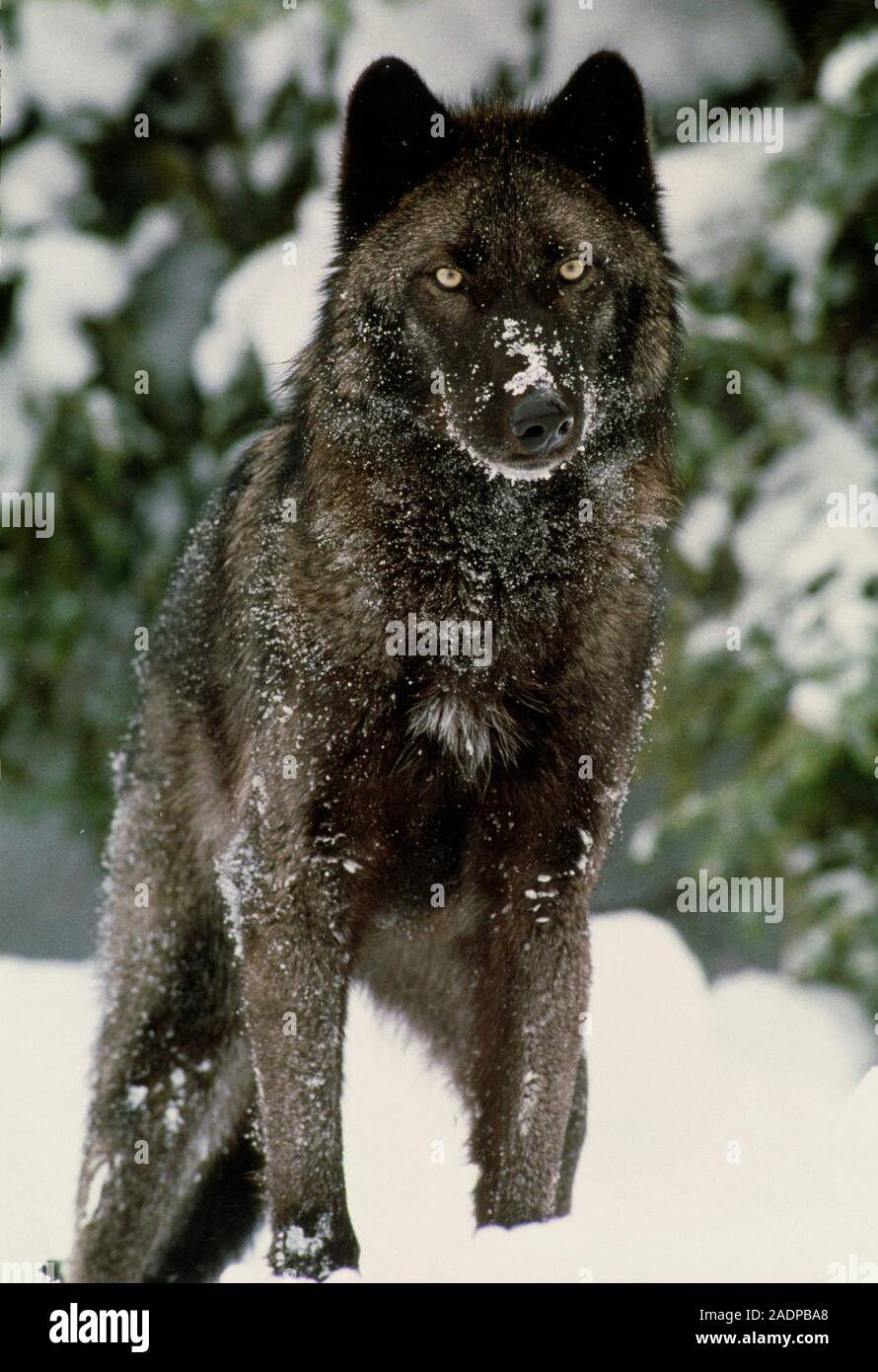 Grey Wolf. View of a dark coloured solitary grey wolf (Canis lupus ...