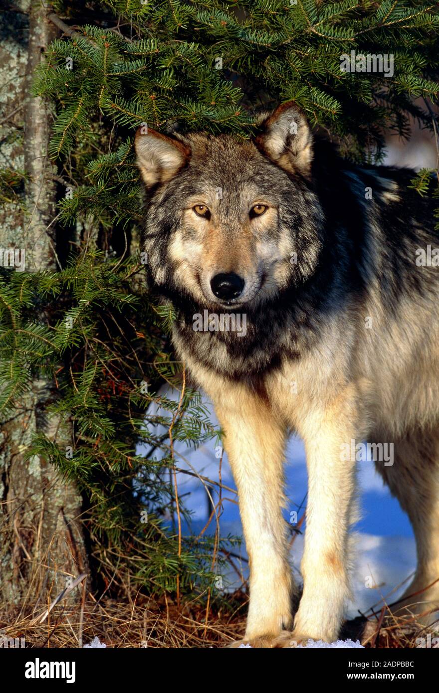 Grey wolf. View of a solitary grey or timber wolf (Canis lupus ...
