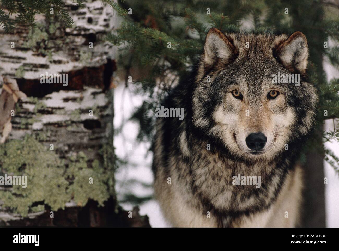 Grey wolf. View of a solitary grey or timber wolf (Canis lupus ...