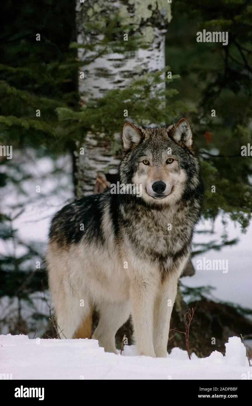 Grey wolf. View of a solitary grey or timber wolf (Canis lupus) standing in snow in coniferous ...