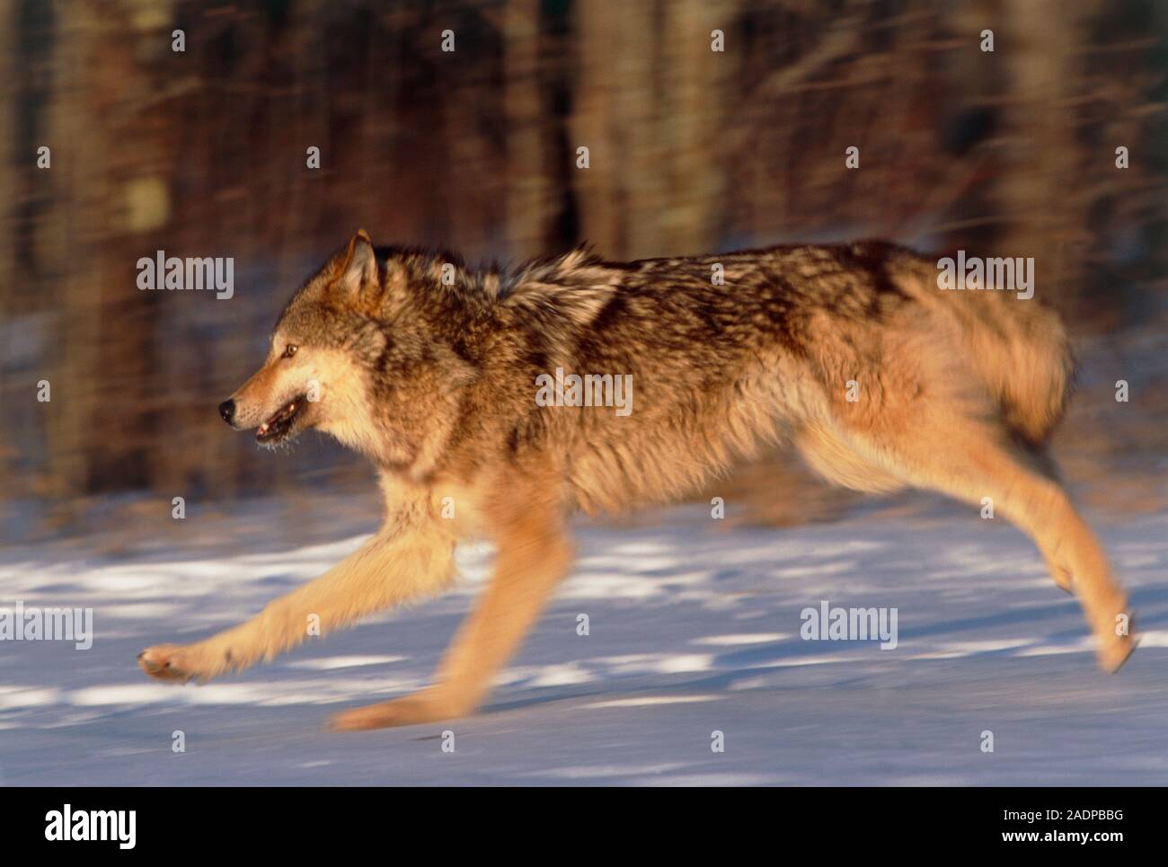 Coniferous Forest Wolves