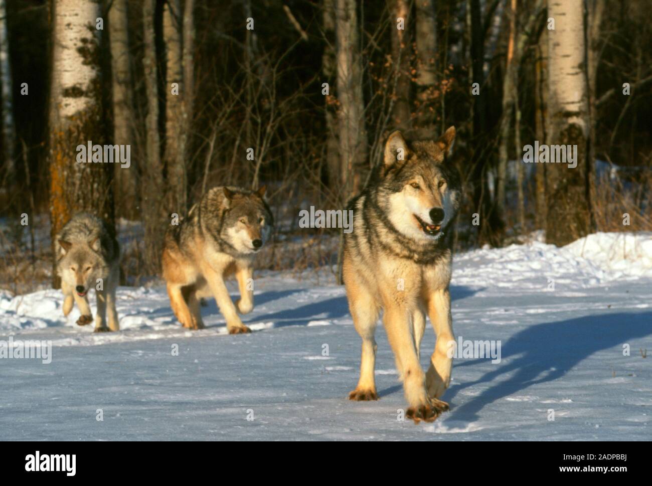 Grey wolves. View of grey or timber wolves (Canis lupus) in snow in coniferous forest. The name ...