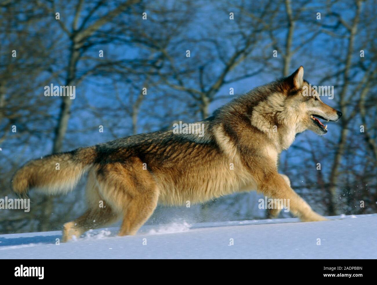 Grey wolf. View of a grey or timber wolf (Canis lupus) running in snow ...