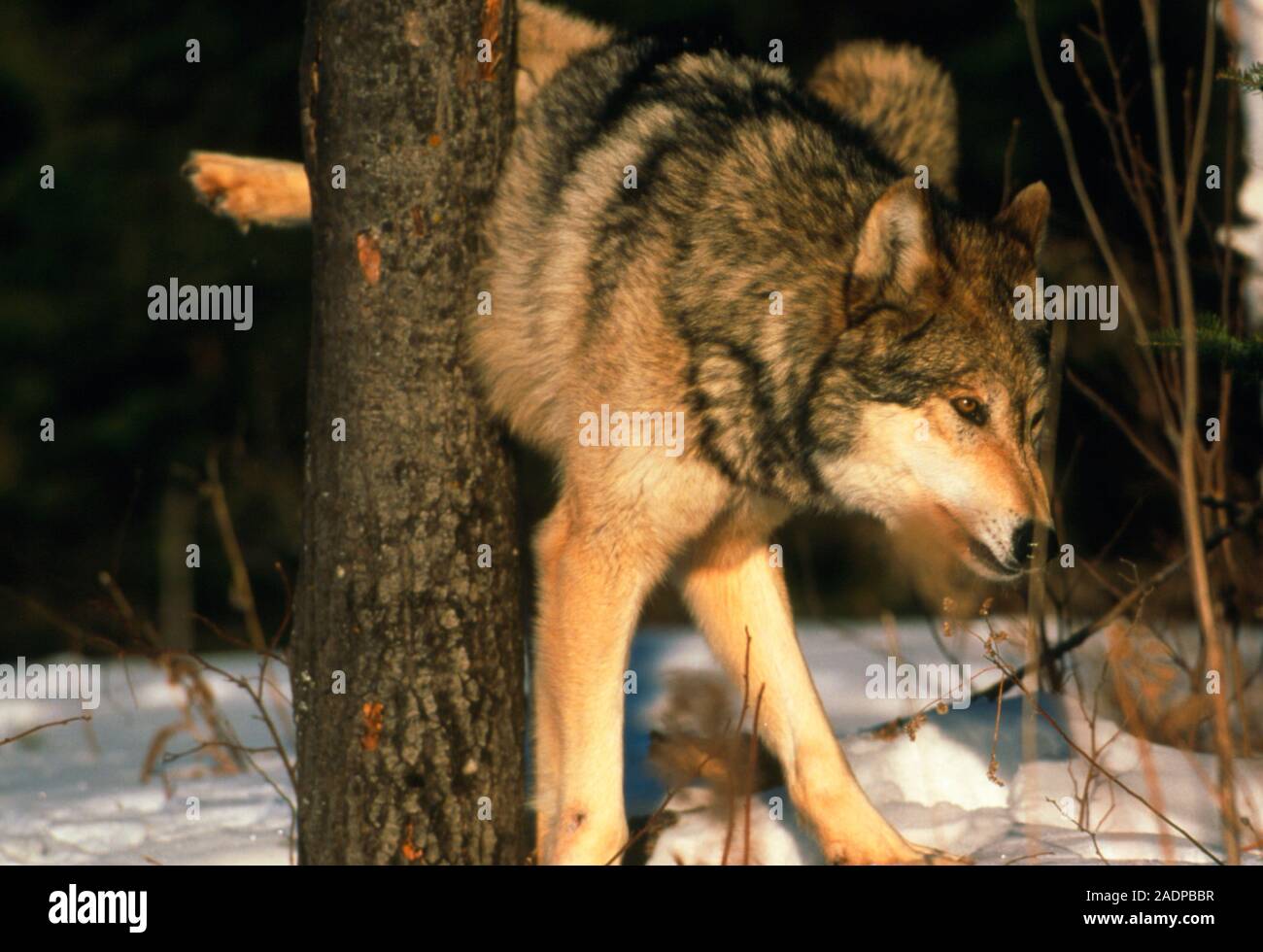 Grey wolf. View of a grey or timber wolf (Canis lupus) scent marking by ...