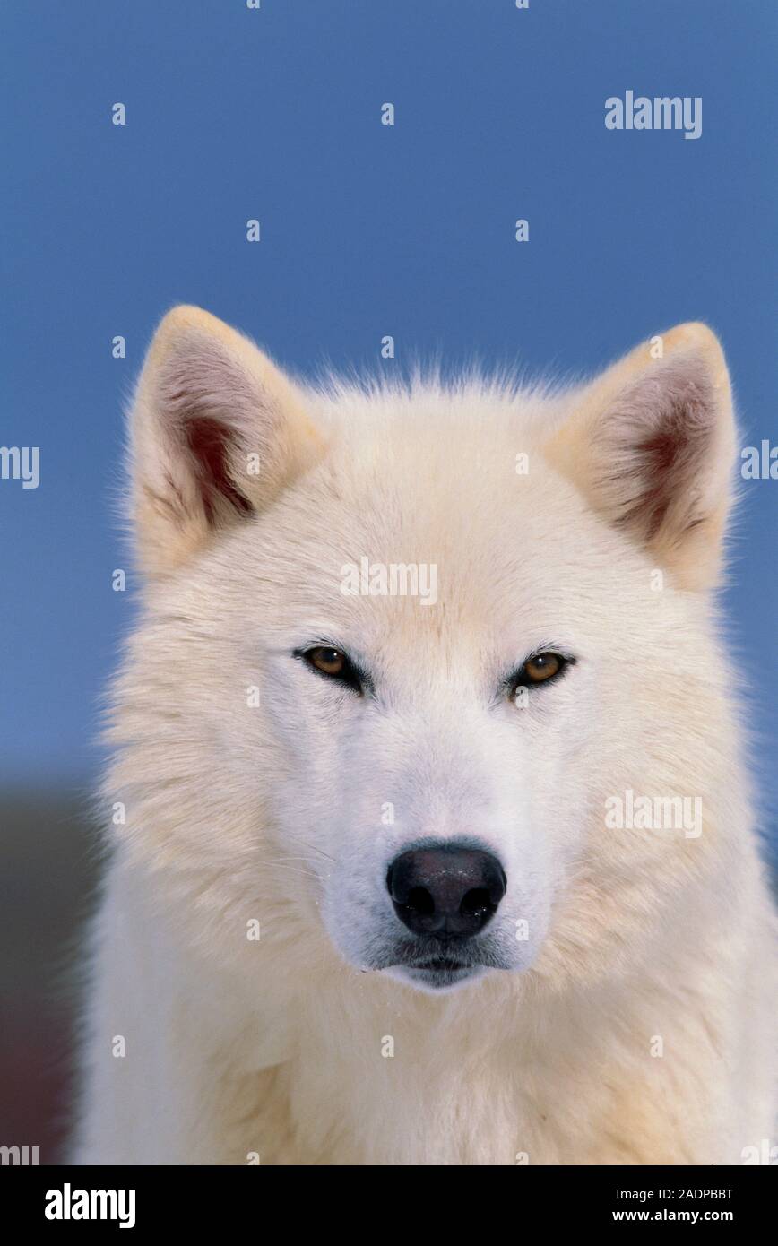 Grey wolf. View of the white form of a grey or timber wolf (Canis lupus ...