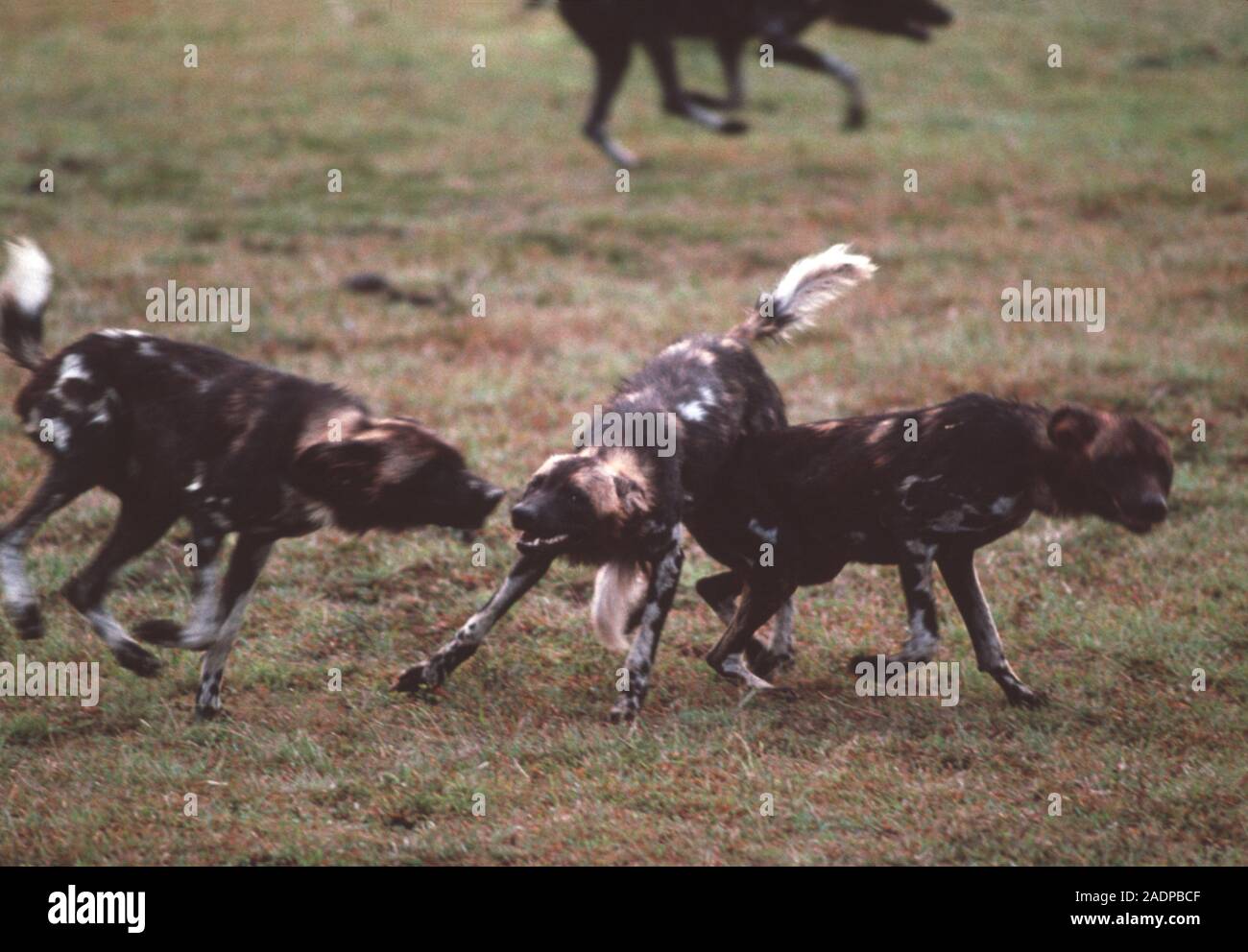 African hunting dogs (Lycaon pictus). This dog lives in packs of up to ...