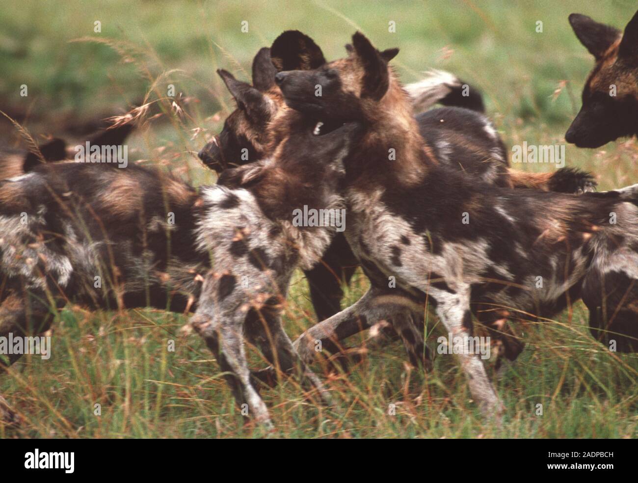 African hunting dogs (Lycaon pictus). This dog lives in packs of up to ...