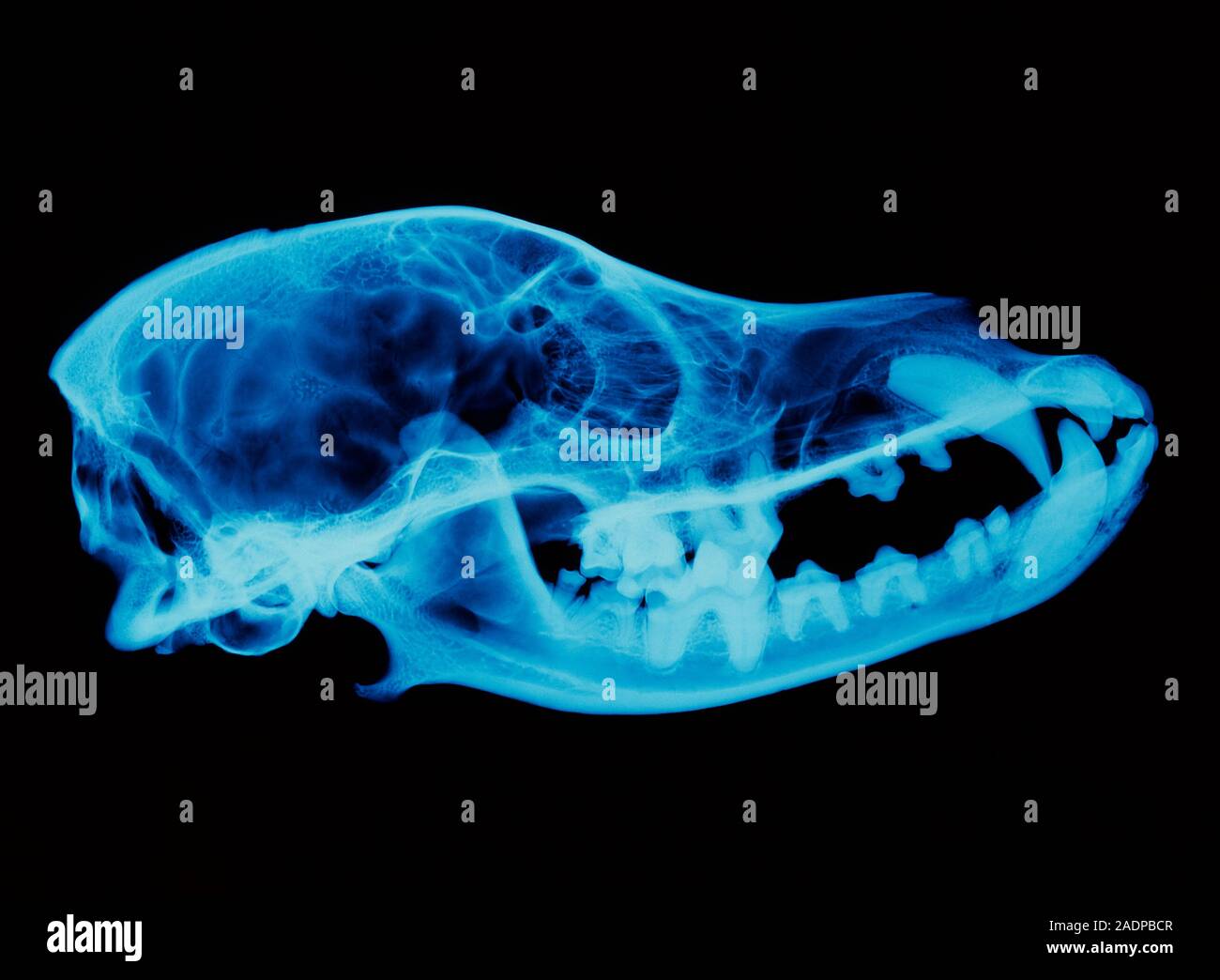 Dog skull. X-ray of the skull of a domestic dog (Canis lupus familiaris ...