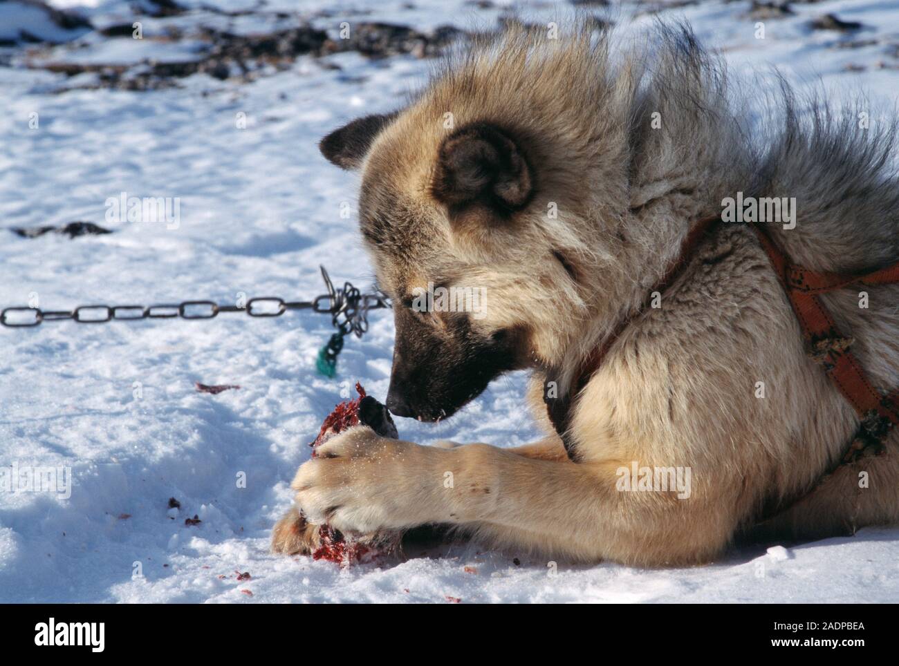 Husky dog eating seal meat on snow. This domestic dog breed (Canis ...