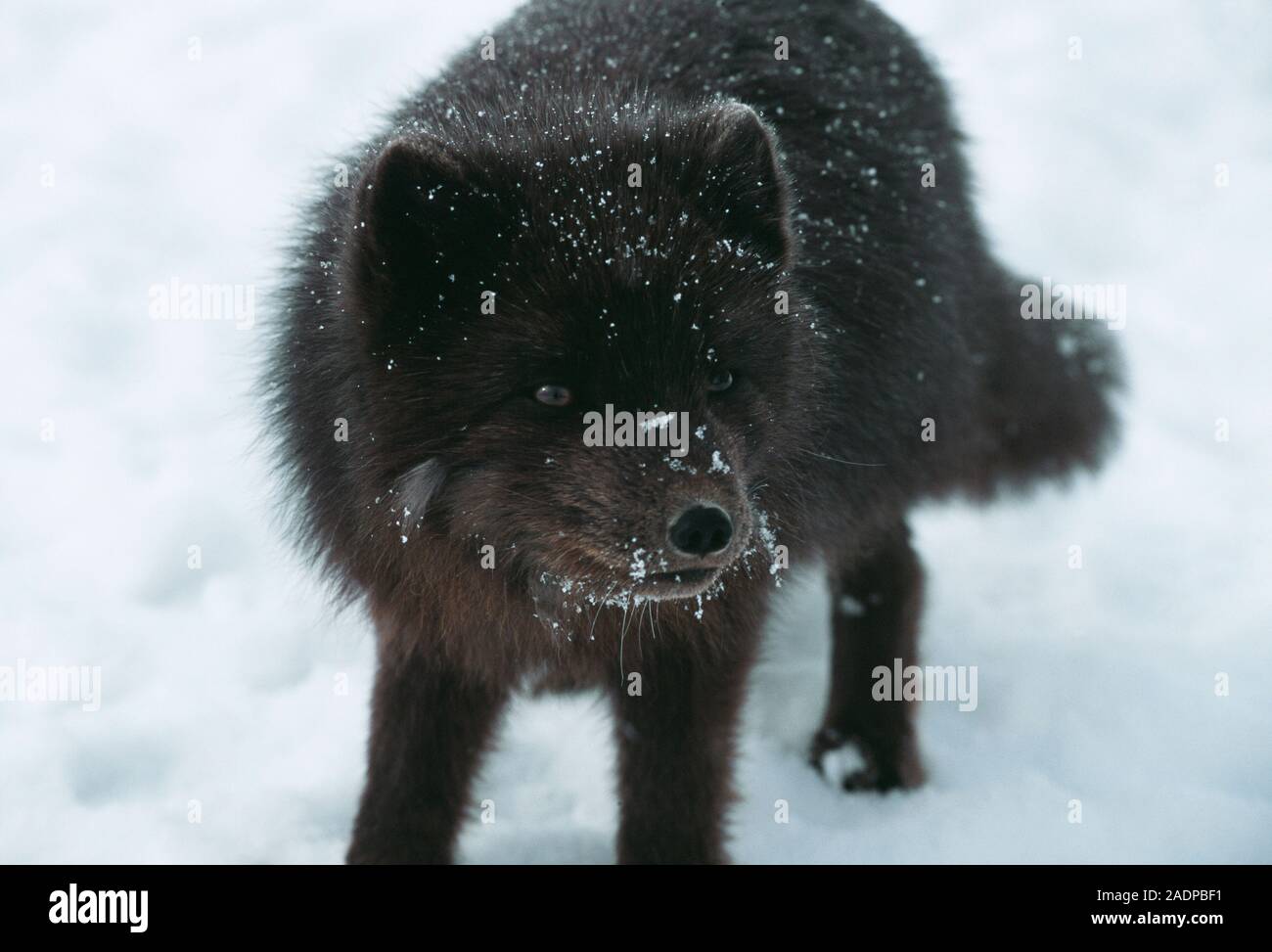 Blue fox. The blue fox (Alopex lagopus) is a colour variation of the ...