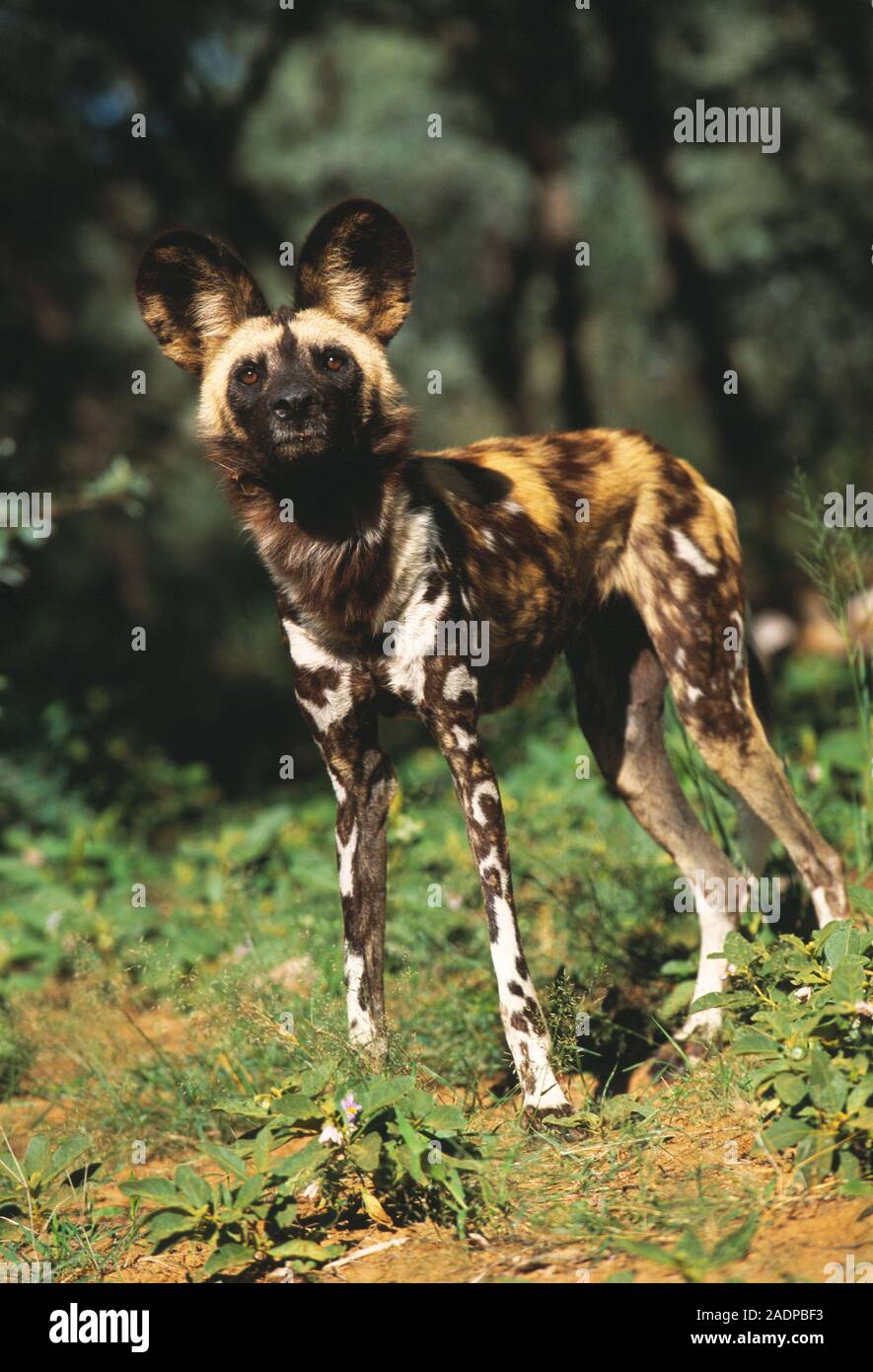 African hunting dog. The scientific name of this animal, Lycaon pictus ...