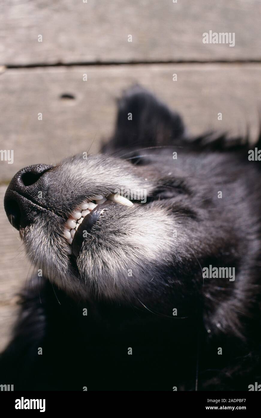 Dog's muzzle. Muzzle of a domestic dog (Canis familiaris). A dog is a ...