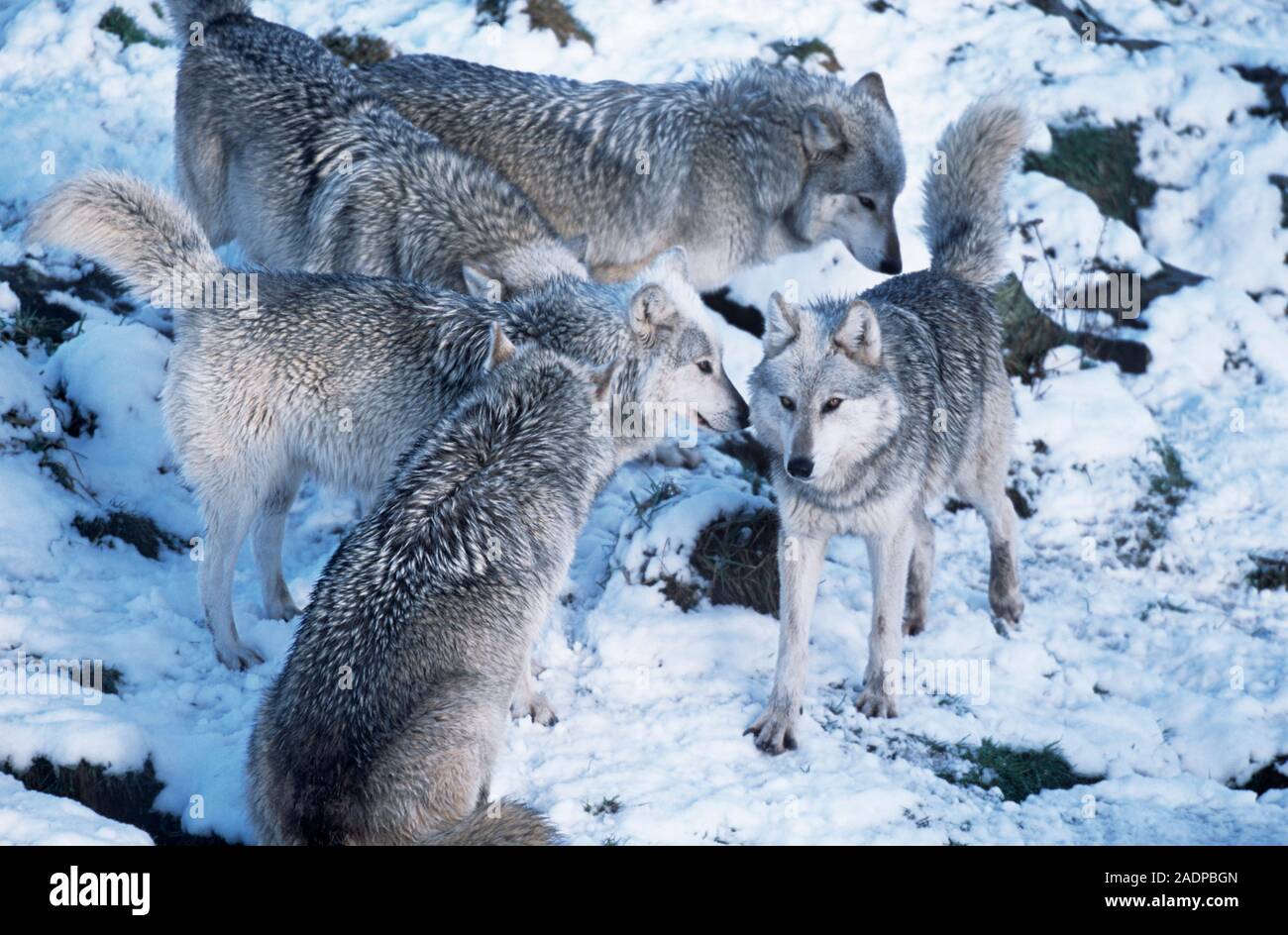 Pack of wolves (Canis lupis) sniffing a member who is returning to the ...