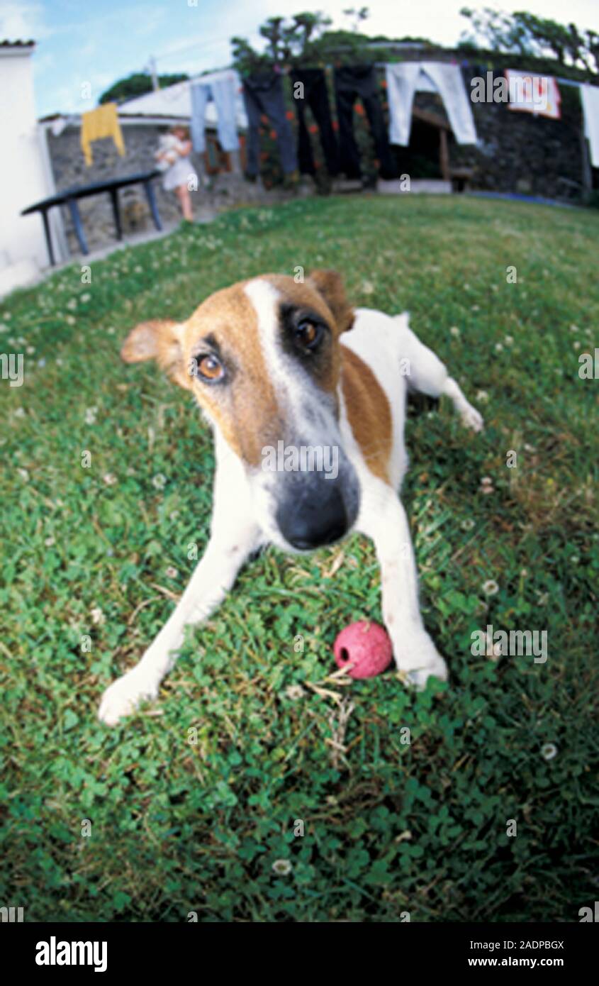 Fox terrier (Canis familiaris) sitting on a garden lawn Stock Photo - Alamy