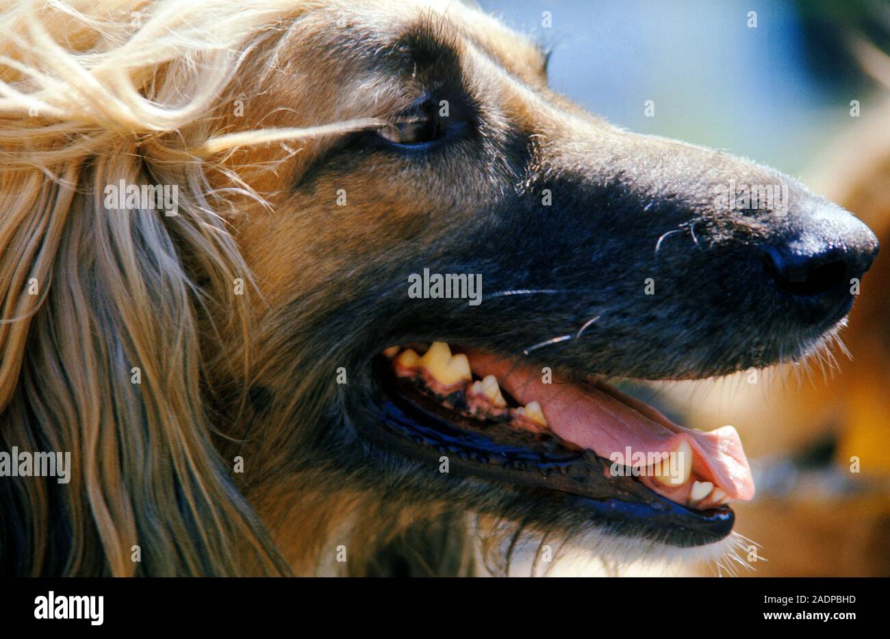Afghan hound (Canis lupus familiaris). This domesticated breed of dog ...