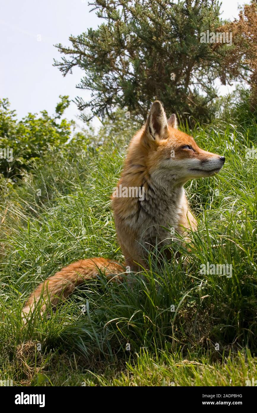 Red fox (Vulpes vulpes) The red fox is native to most of Europe, Asia ...