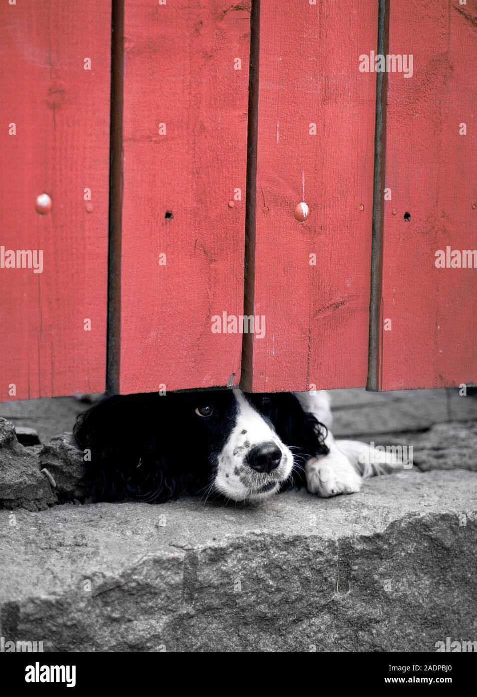 Domestic dog looking underneath a wooden gate Stock Photo - Alamy