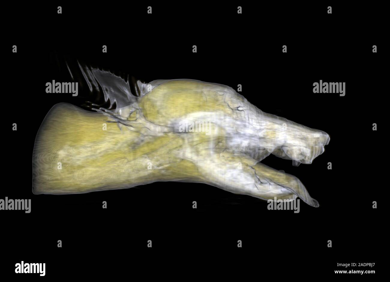 Wolf. Coloured 3D magnetic resonance imaging (MRI) scan showing the ...