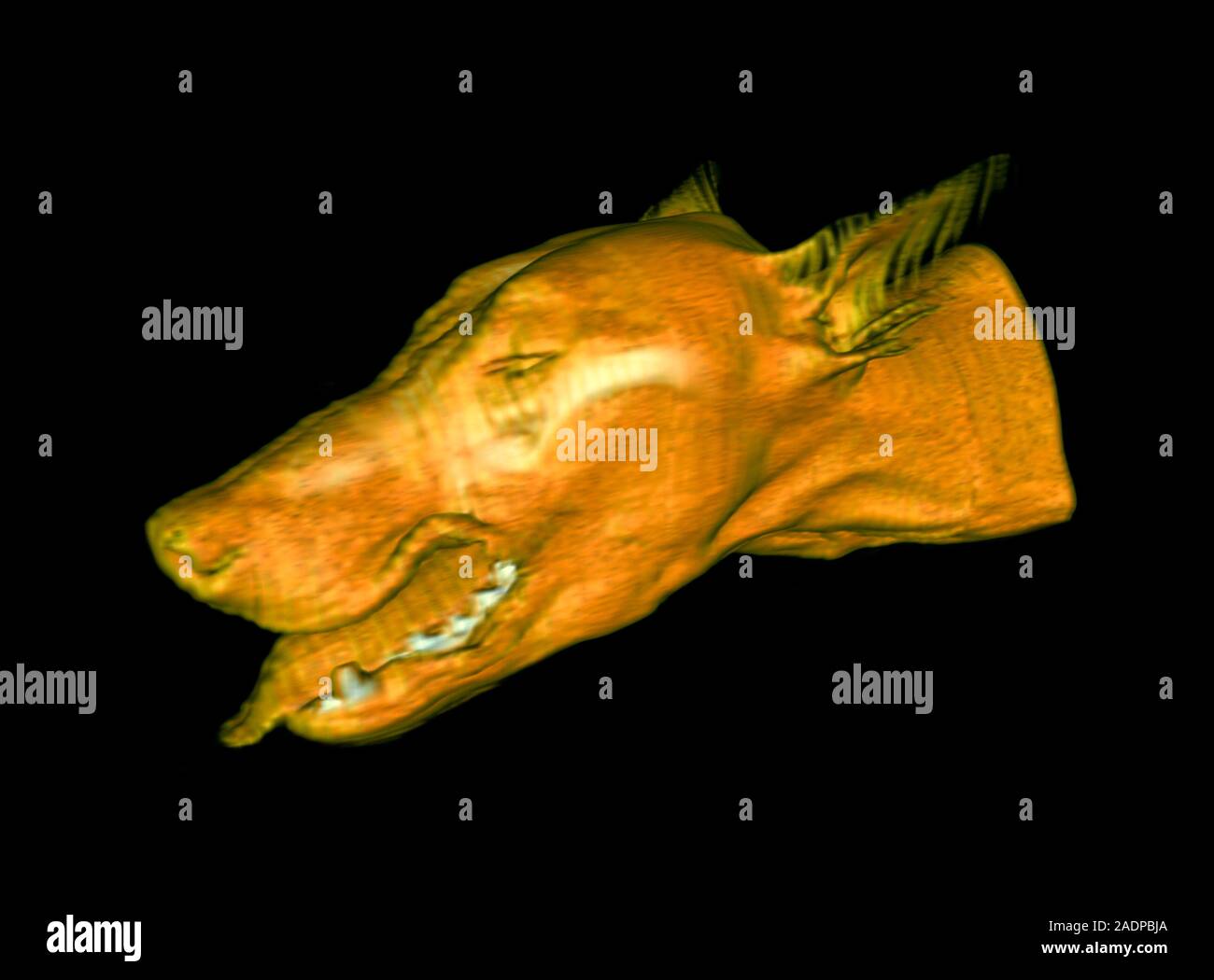 Wolf. Coloured 3D magnetic resonance imaging (MRI) scan showing the ...