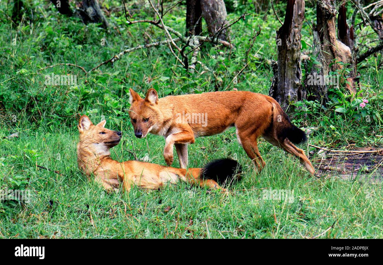 Dholes (Cuon alpinus) playing. This type of wild dog is native to South ...
