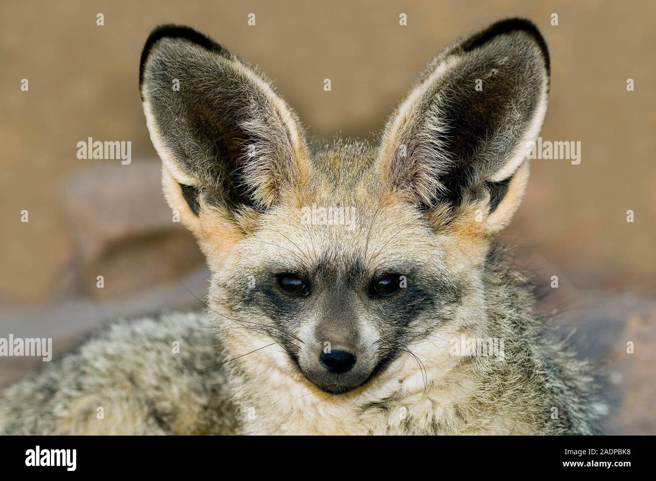 Bat-eared fox (Otocyon megalotis). Bat-eared foxes inhabit grassland ...