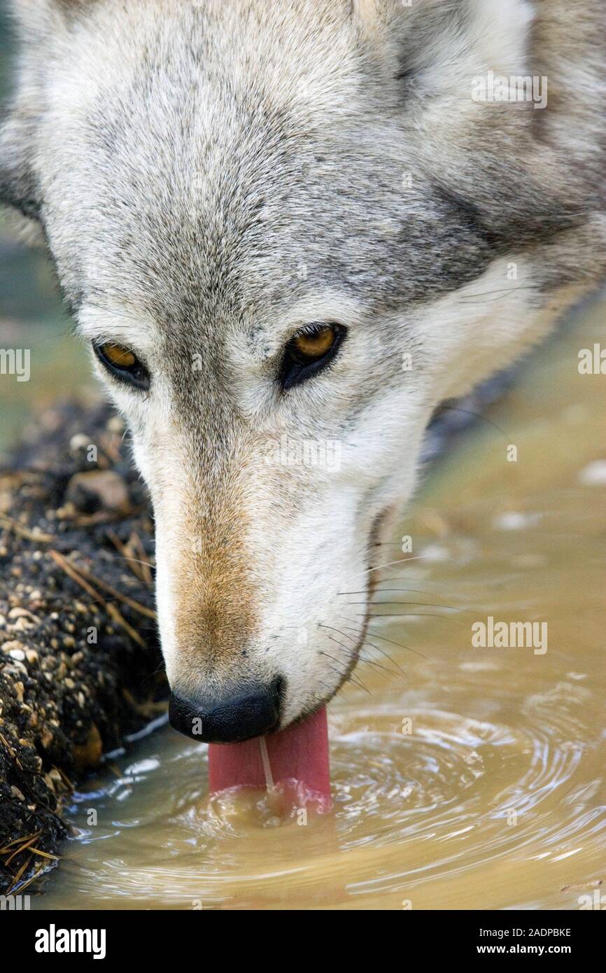 Grey wolf (Canis lupus) drinking from a puddle Stock Photo - Alamy