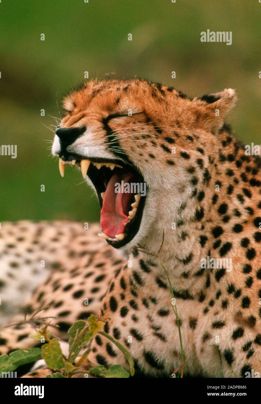 Cheetah yawning. View of a cheetah (Acinonyx jubatus) yawning showing ...